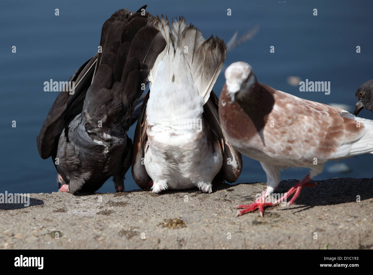 Animal drinking from a river or pond hi-res stock photography and ...