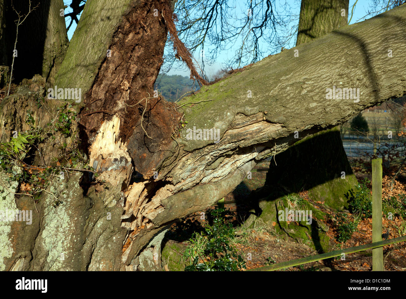 A beech tree that has fallen due to being rotten Stock Photo - Alamy