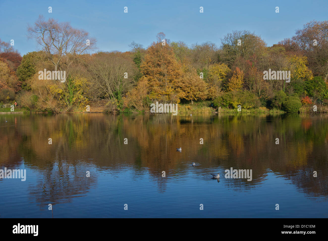 Trees reflected in a lake, Hampstead Heath, London Stock Photo - Alamy