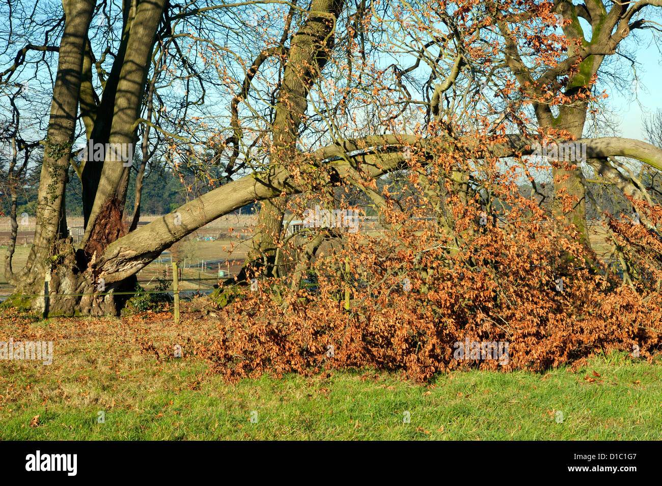A beech tree that has fallen due to being rotten Stock Photo - Alamy