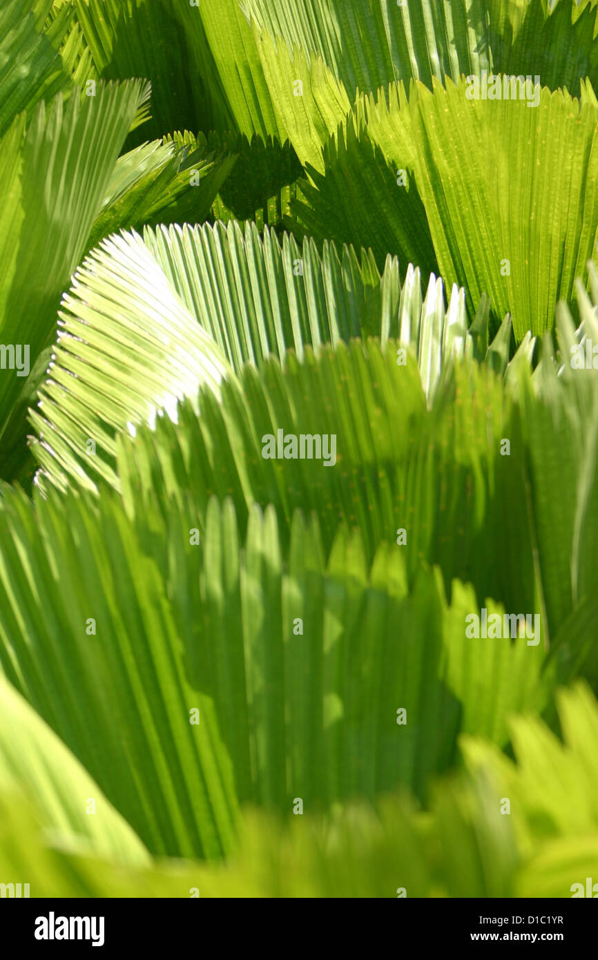 Fan palm fronds Stock Photo - Alamy