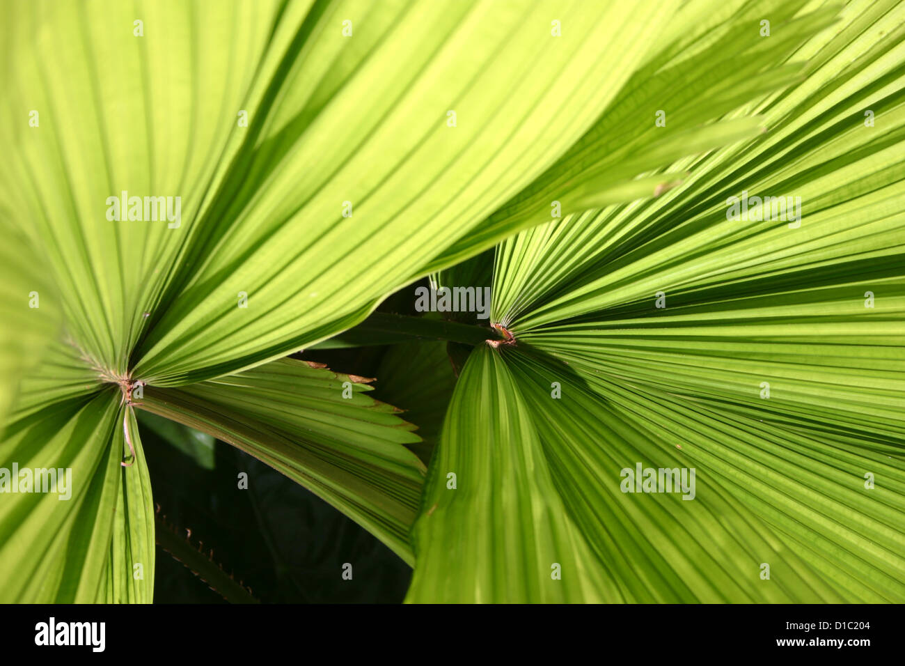 Palm frond fan hi-res stock photography and images - Alamy