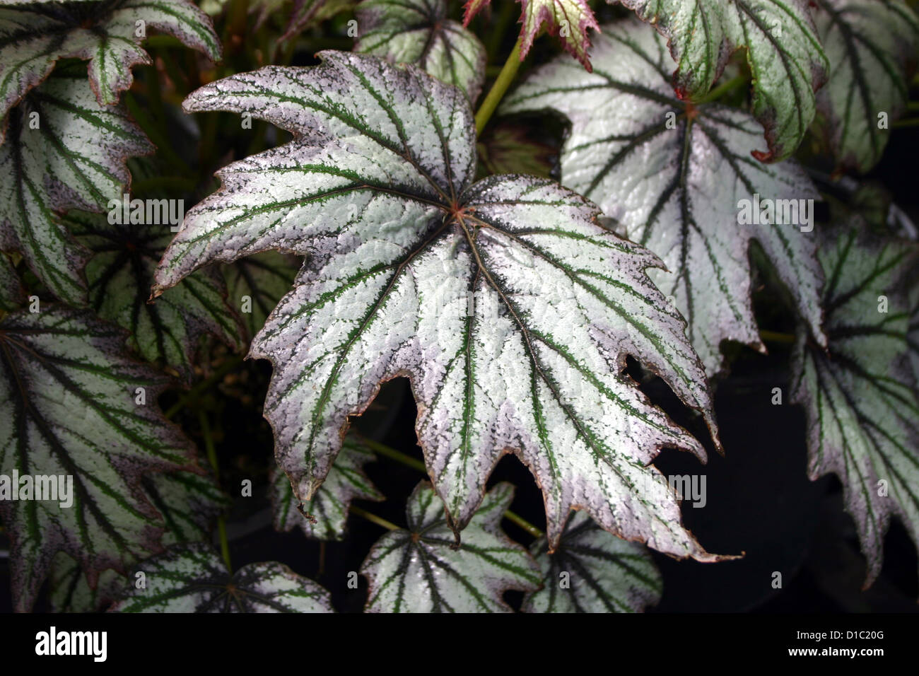 Silver begonia leaves Stock Photo - Alamy