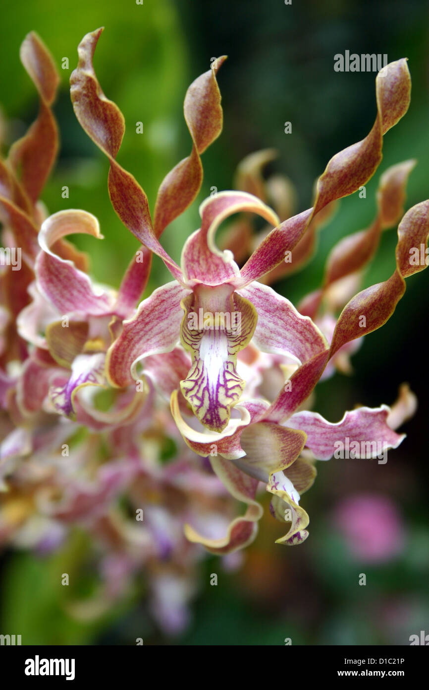 Curly orchid flower Stock Photo - Alamy