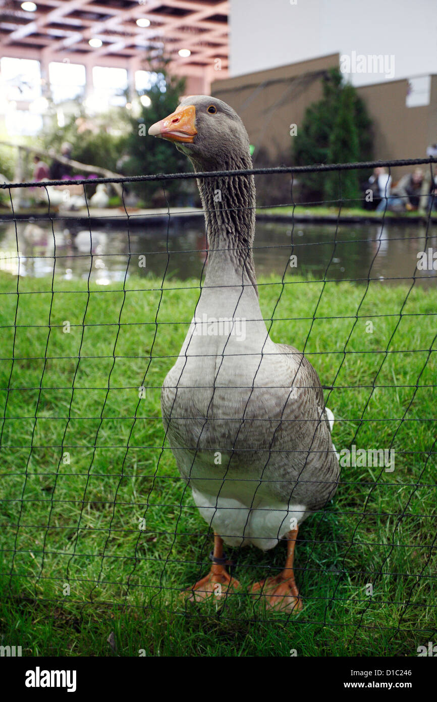 Berlin, Germany, a Grey Goose on the Green Week Stock Photo - Alamy