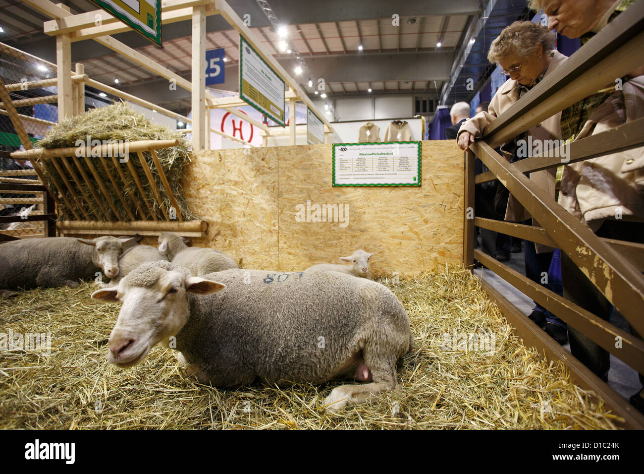 Merino meat sheep hi-res stock photography and images - Alamy