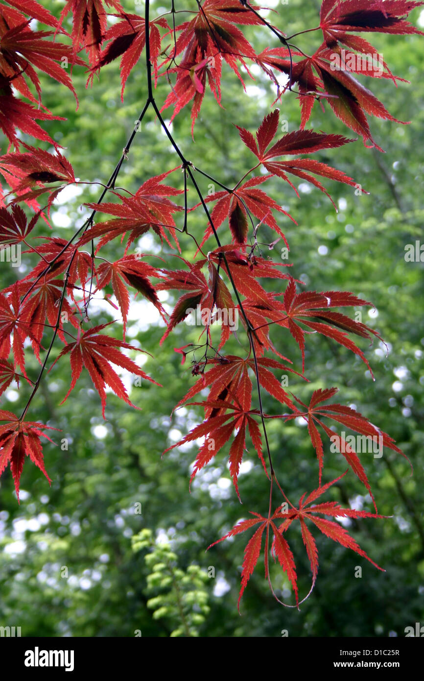 Red Maroon Japanese Maple Stock Photo - Alamy