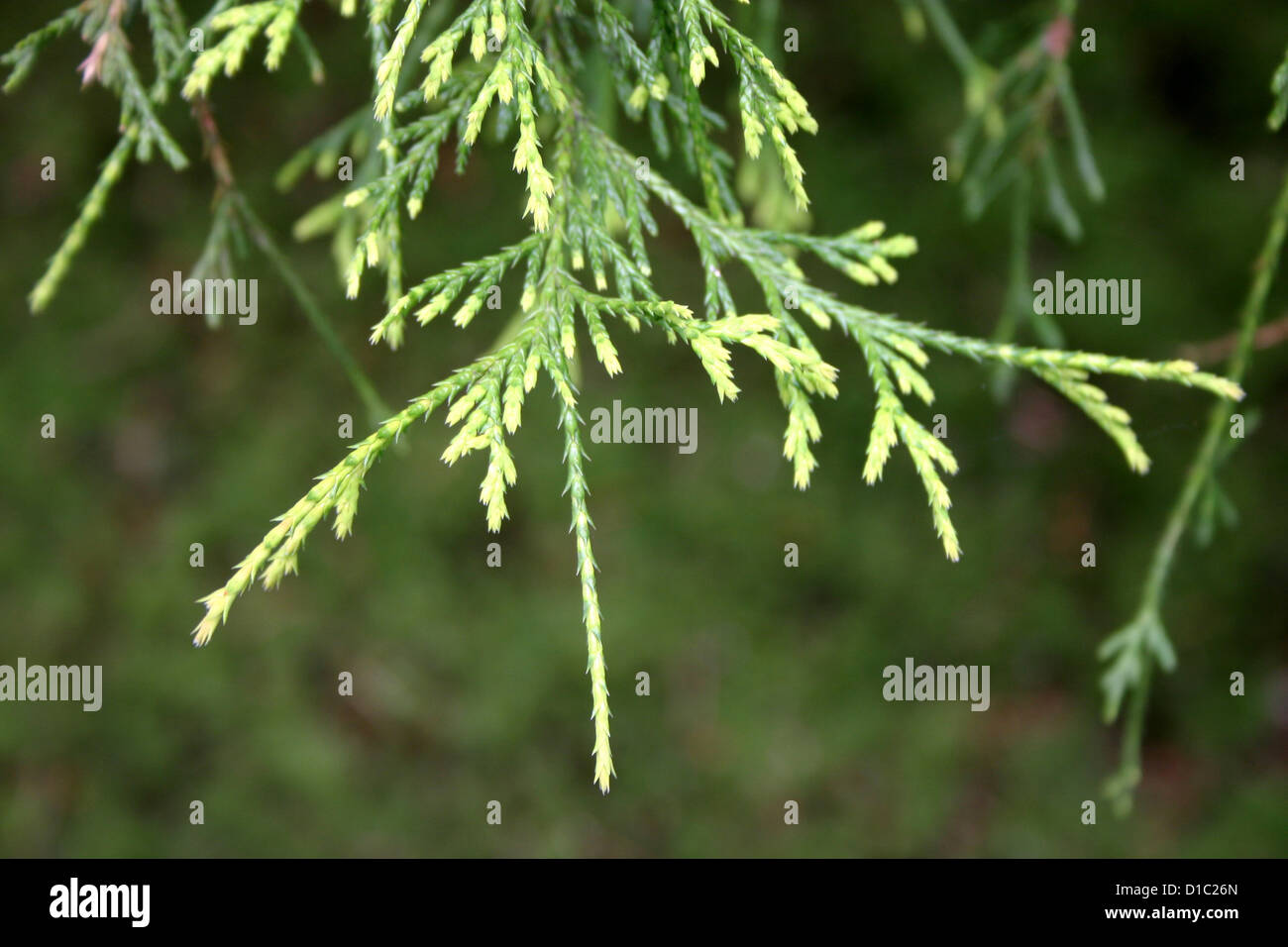 Variegated cedar tree Stock Photo - Alamy