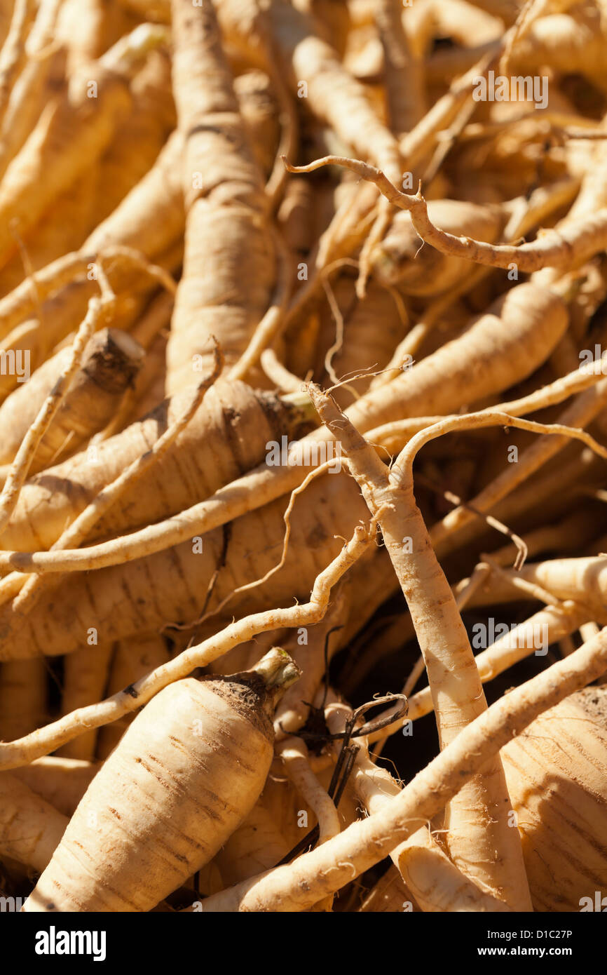 pile of parsley roots Stock Photo - Alamy