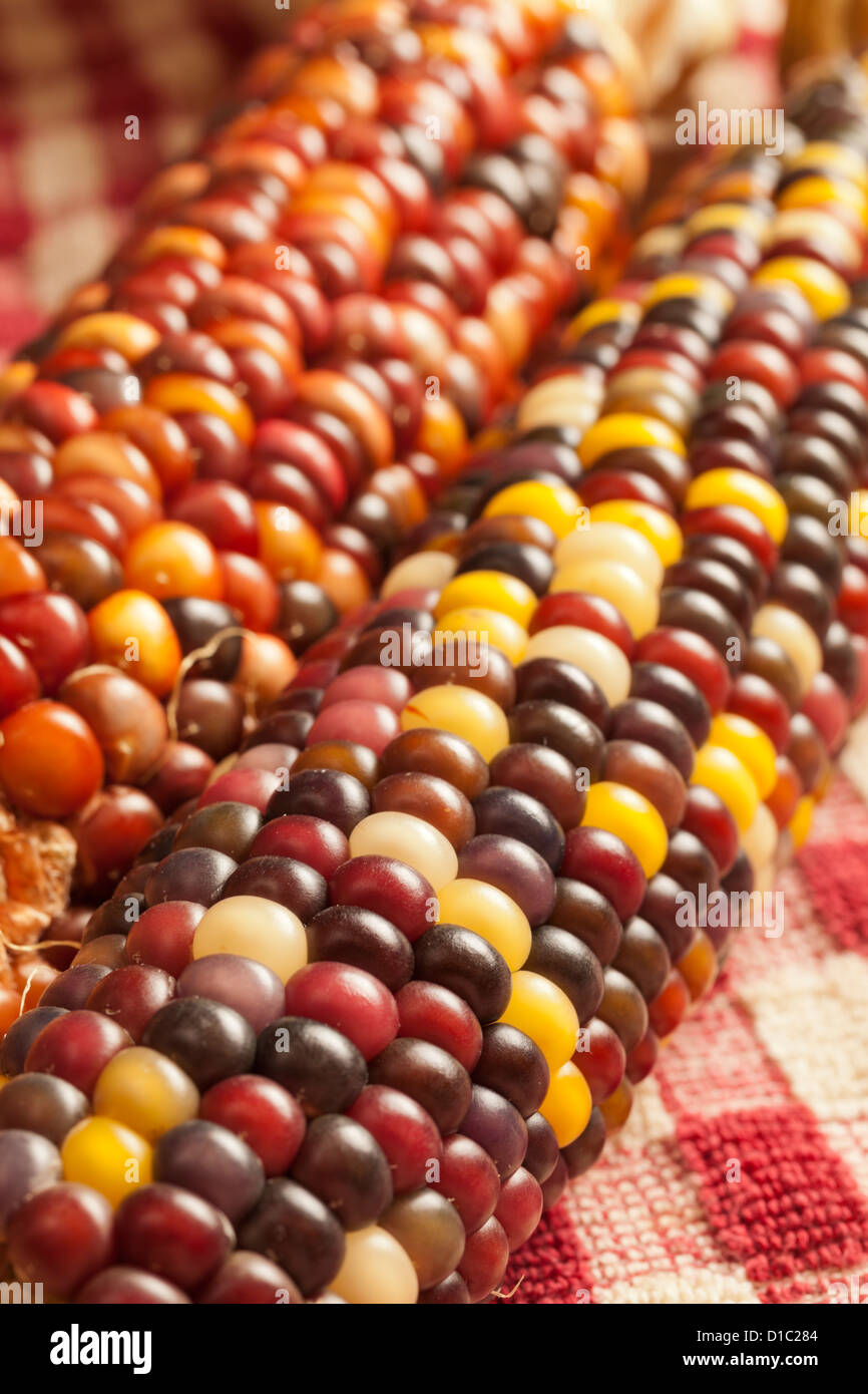 Indian Corn or Dried Corn Stock Photo - Alamy