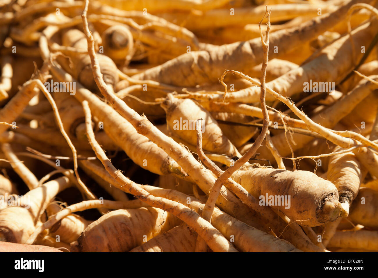pile of parsley roots Stock Photo - Alamy