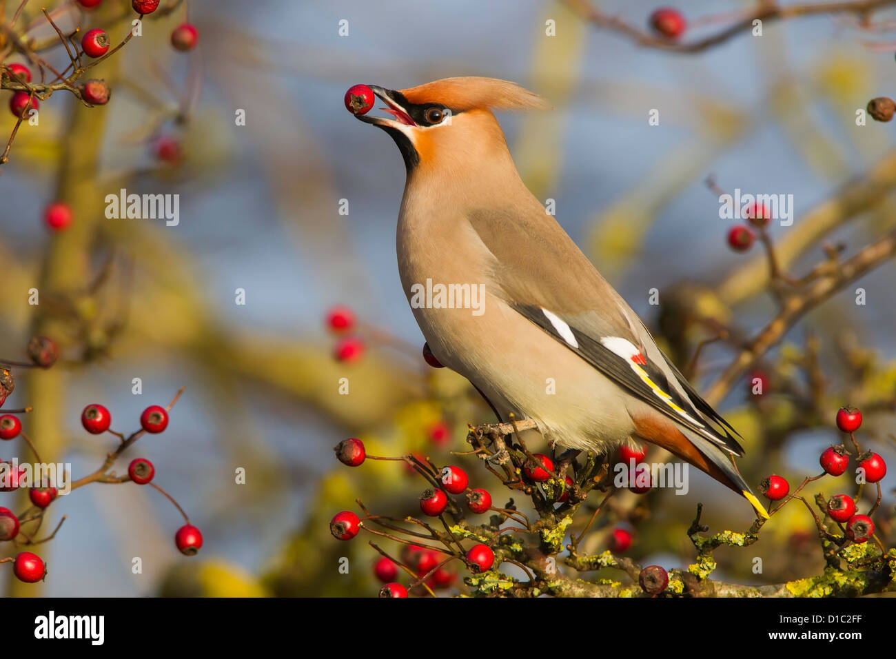 Bird eating berries hi-res stock photography and images - Alamy