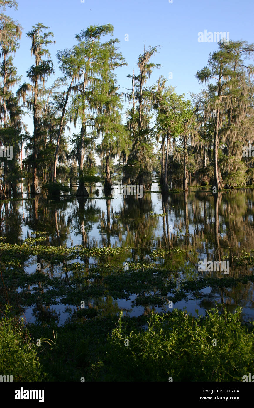 Cypress trees and spanish moss hi-res stock photography and images - Alamy