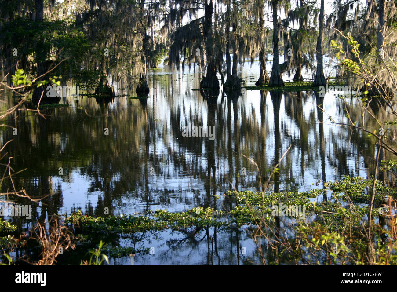 Reflections of Cypress trees and Spanish moss in Lake Martin swamp ...