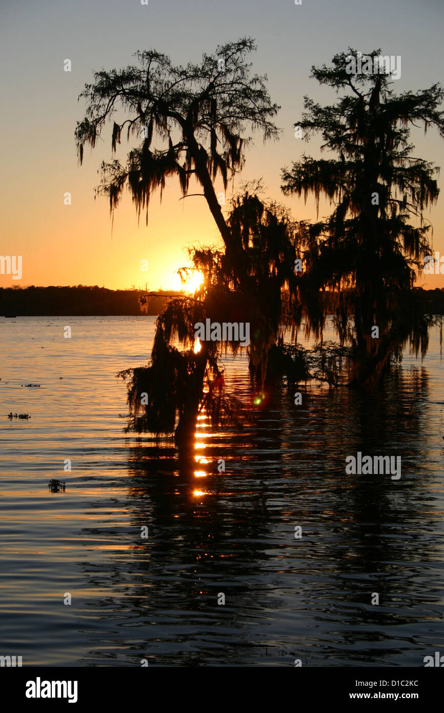 Sunset at Lake Martin swamp with Cypress trees and Spanish moss ...