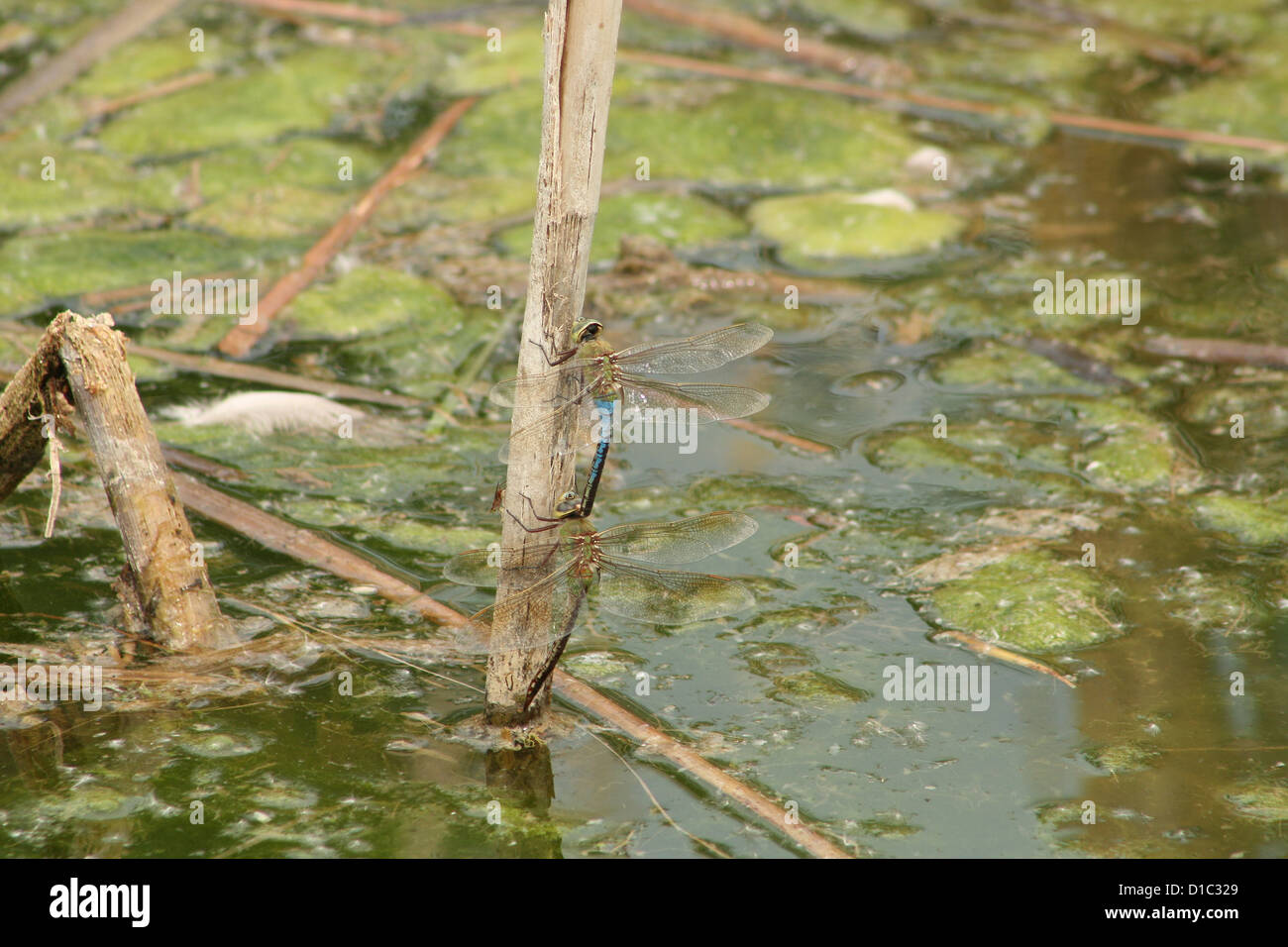 A pair of Green Darner Dragonflies on a reed in a algae covered marsh ...