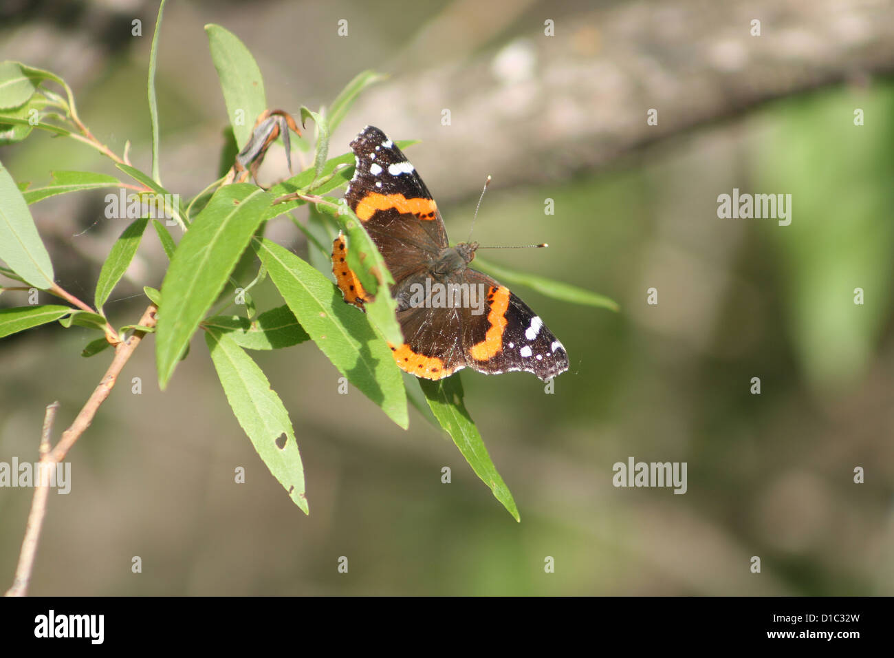 An orange and black monarch butterfly on the leaves of a tree in spring ...