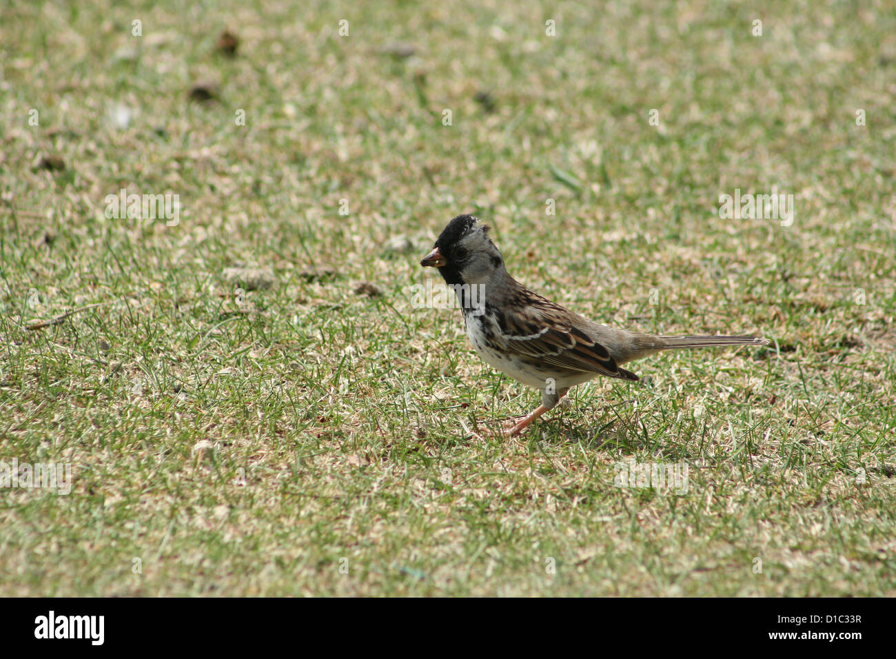 A Harris Sparrow collecting seeds on a lawn in spring in Winnipeg ...