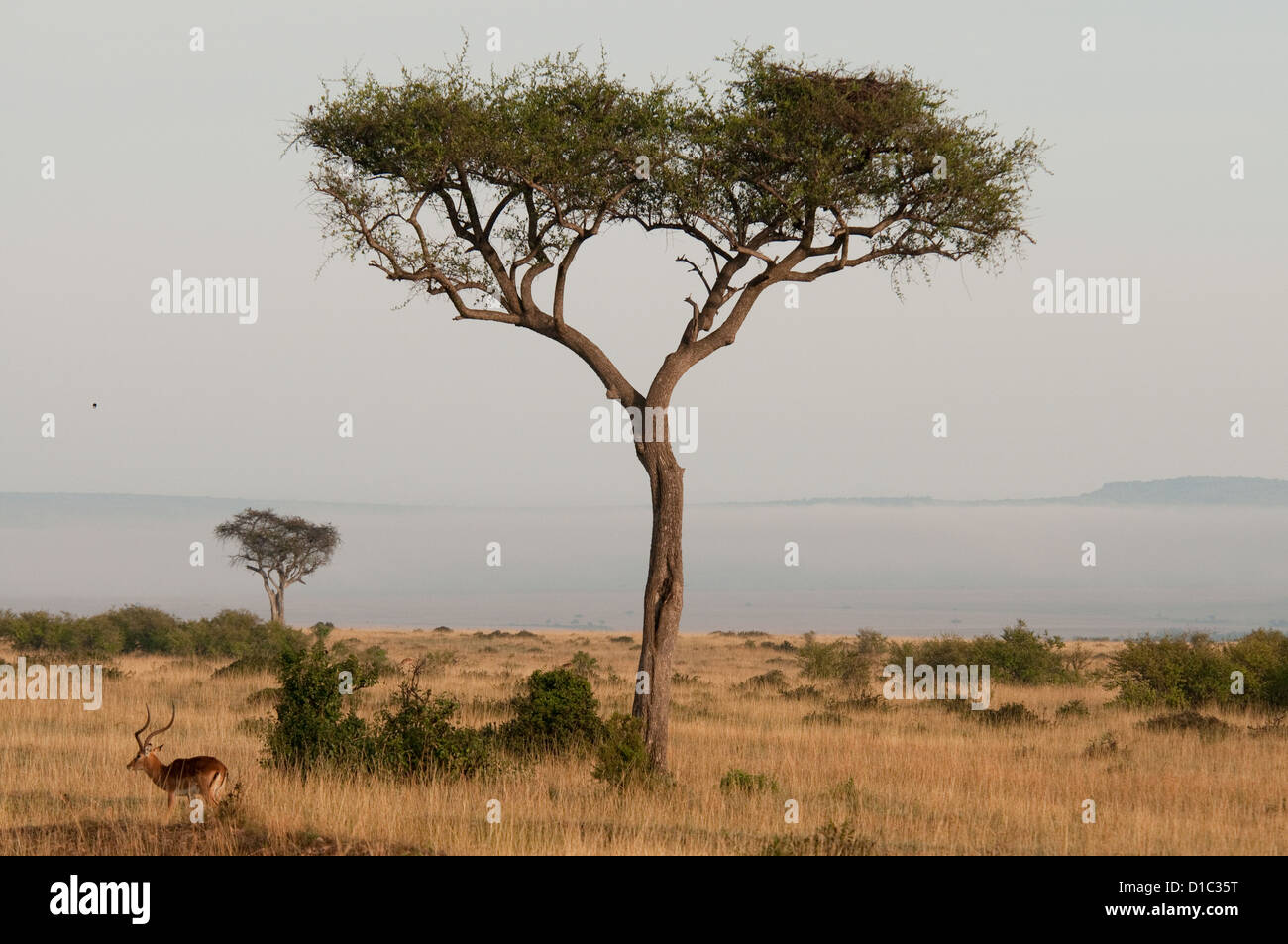 Masai mara plains trees hi-res stock photography and images - Alamy