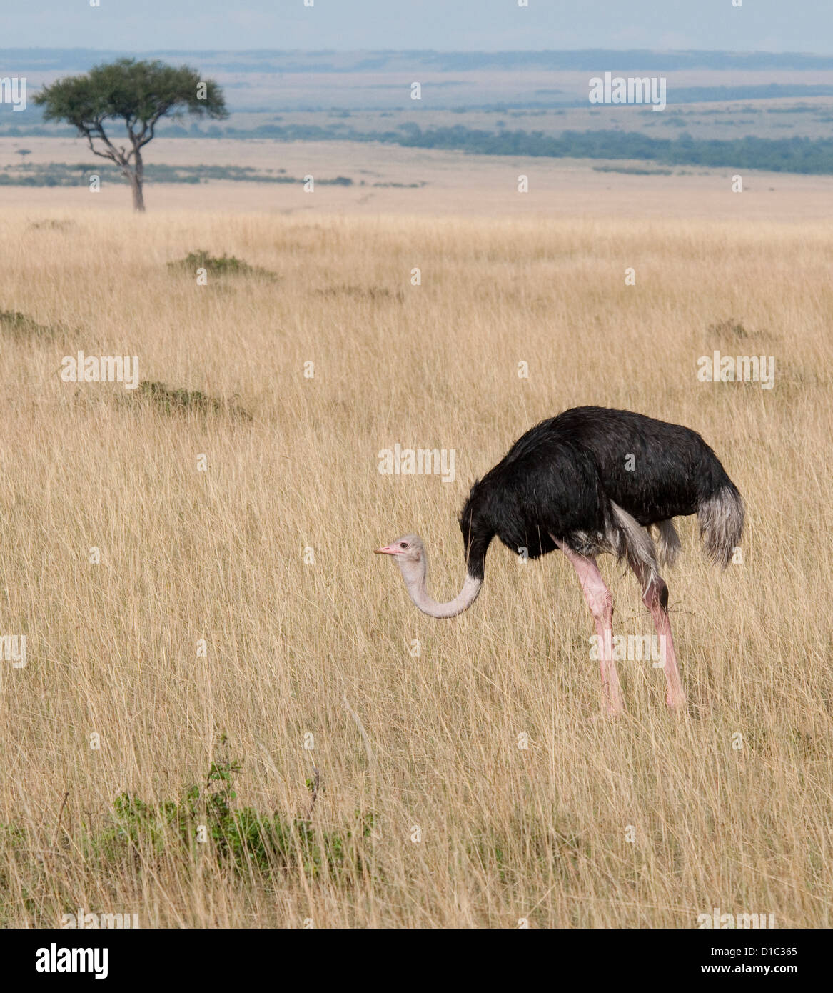Common Ostrich in plains Stock Photo - Alamy