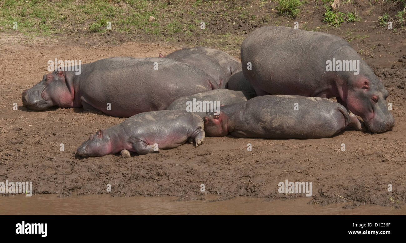 Group Hippos Hippopotamus Amphibius Resting High Resolution Stock ...