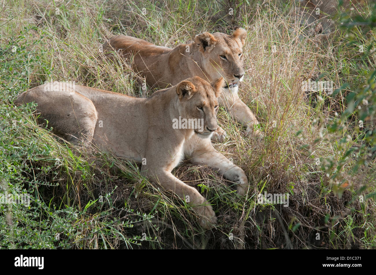 Two lions together hi-res stock photography and images - Alamy