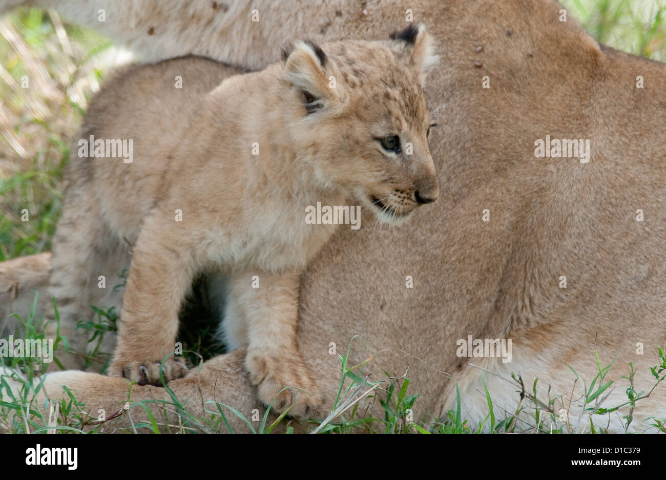 Lion cub on mom's leg Stock Photo - Alamy