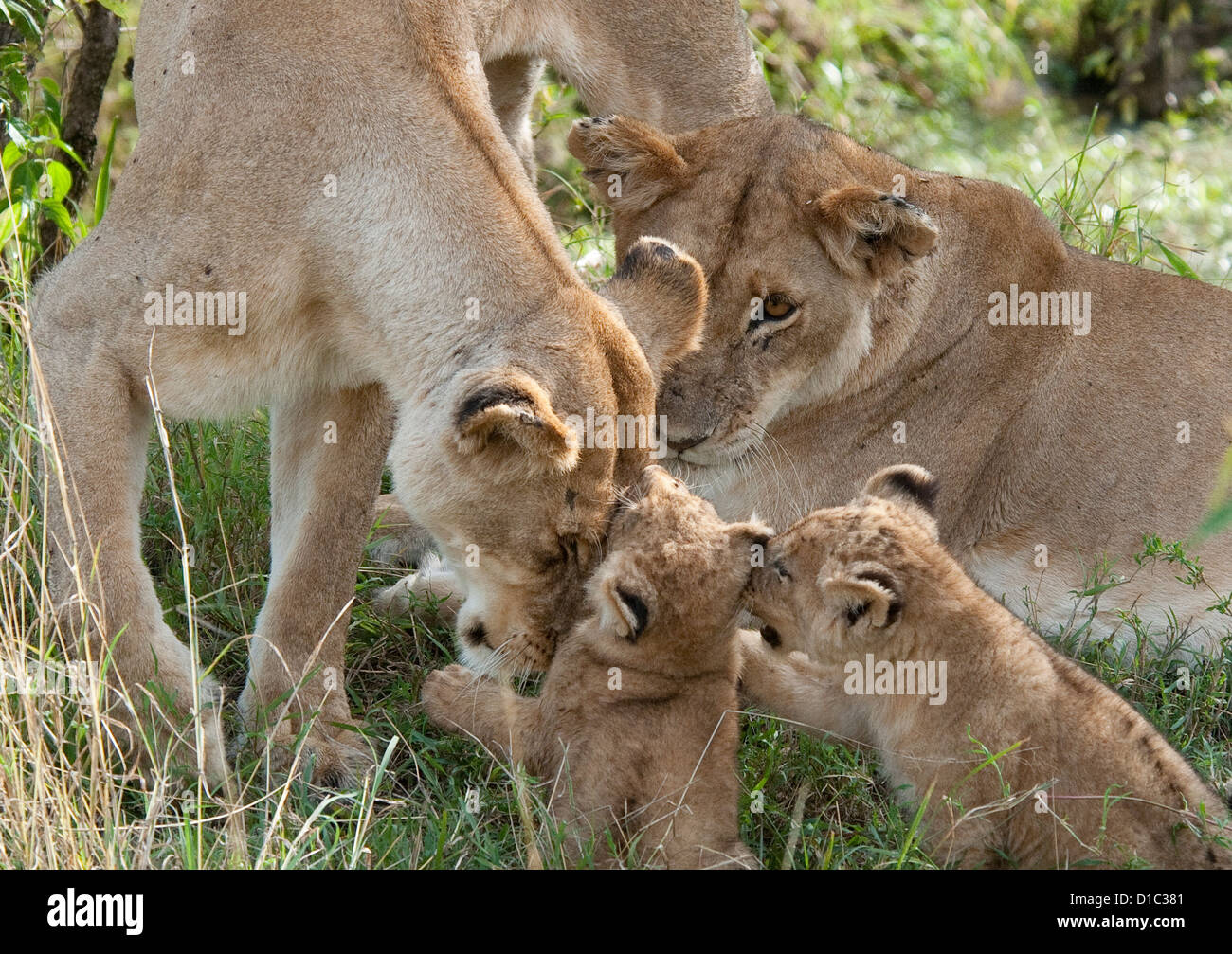 Lioness cub masai mara hi-res stock photography and images - Alamy