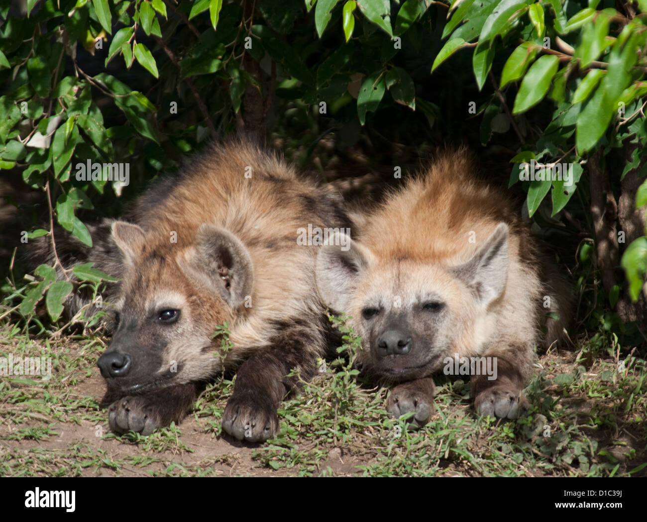 Spotted hyena pups lying down Stock Photo - Alamy