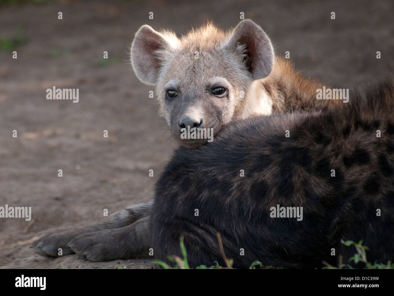 Hyena pup with head resting on other hyena Stock Photo - Alamy