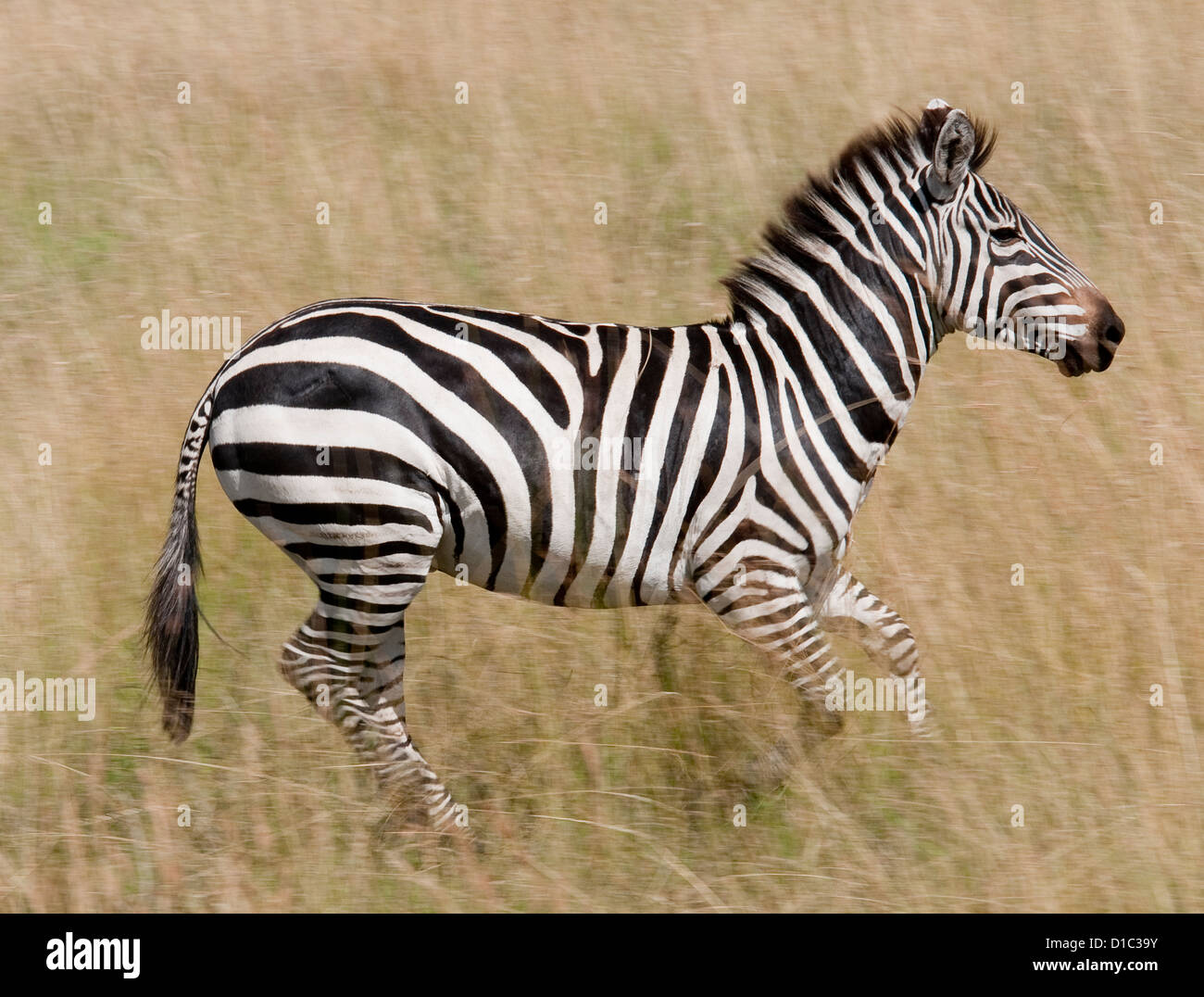 Zebra running hi-res stock photography and images - Alamy