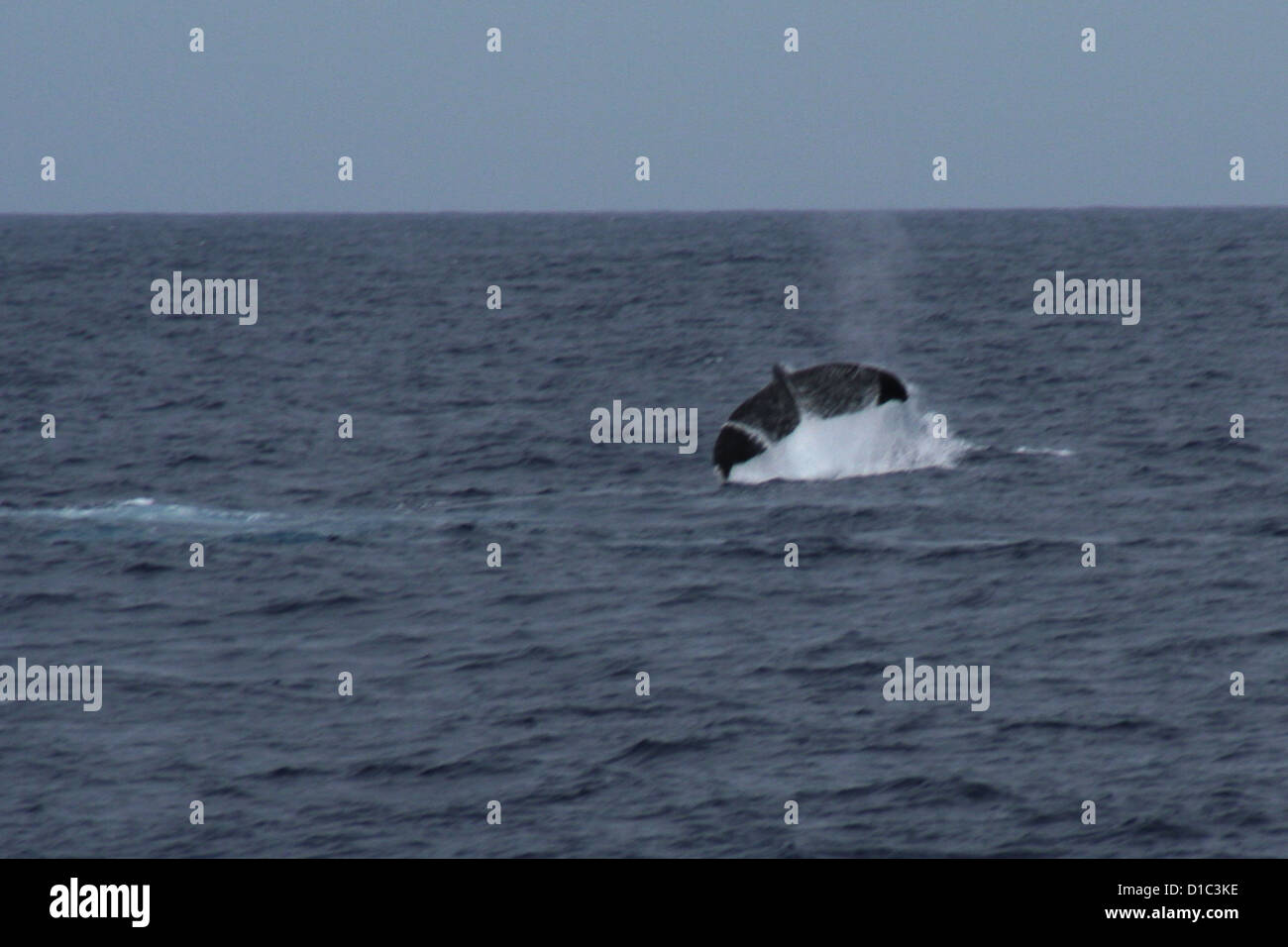 Tail slapping Humpback whale off coast of Honolulu, Oahu, Hawaii, USA ...