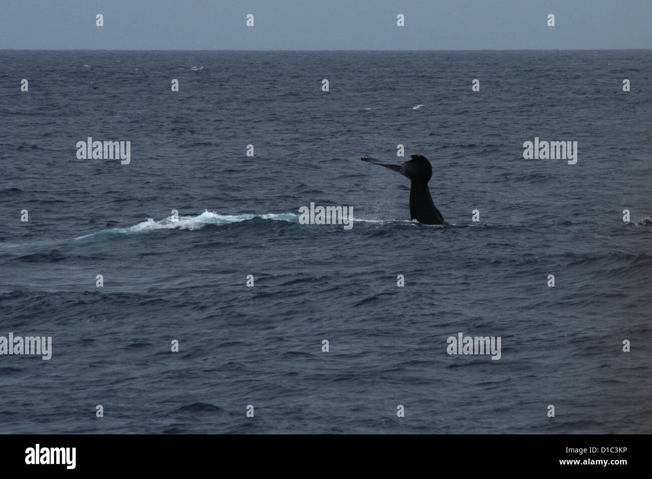 Humpback whale tail slapping hi-res stock photography and images - Alamy
