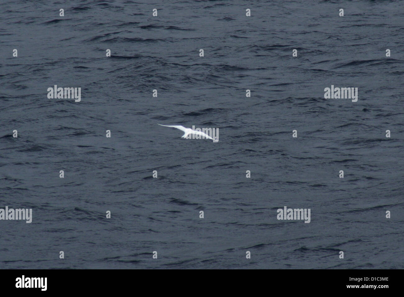 White shore bird soaring over the blue water of the Pacific Ocean Stock ...