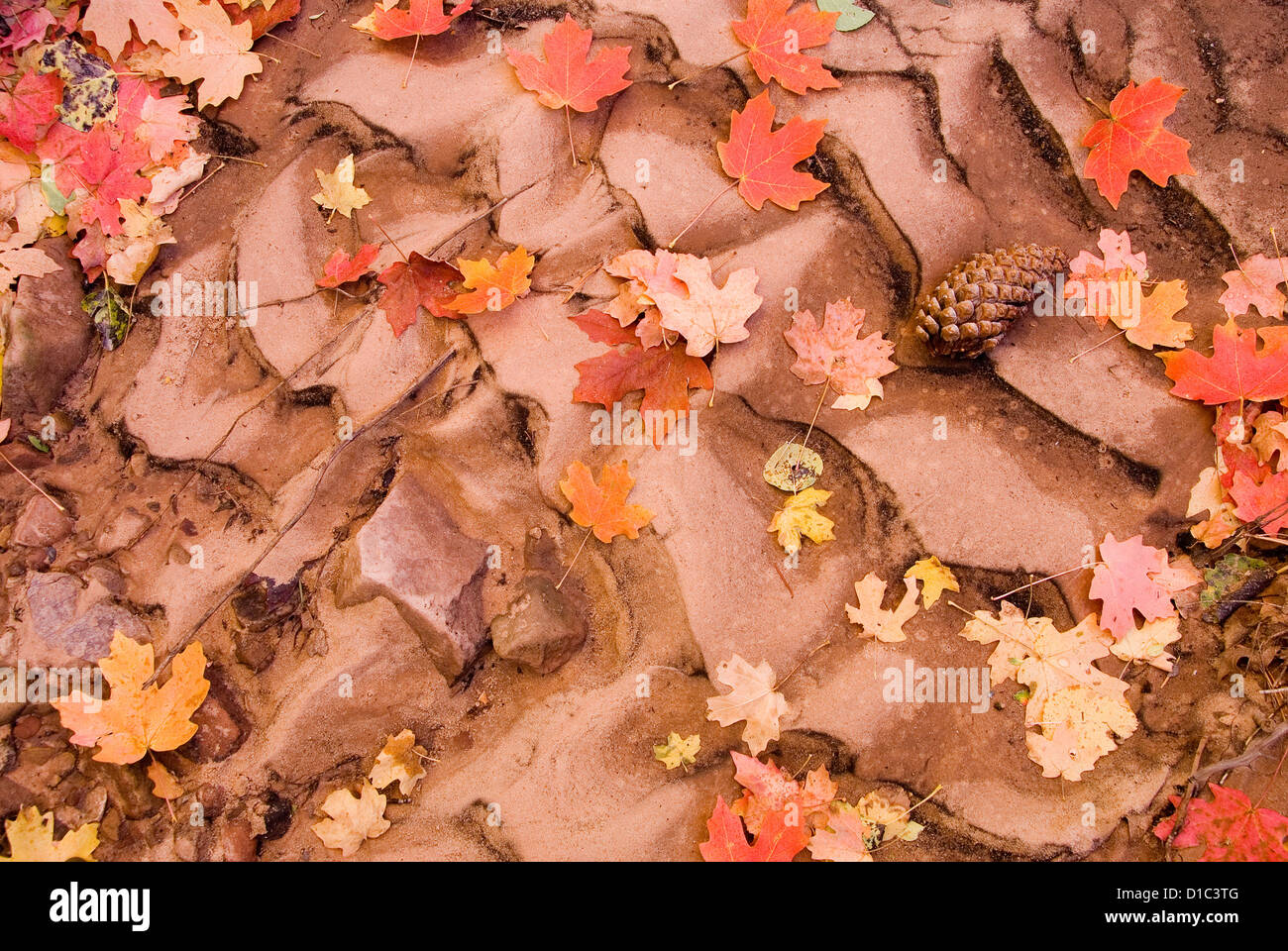 Maple leaves and pine cone laying on a sandy streambed in the Abajo ...