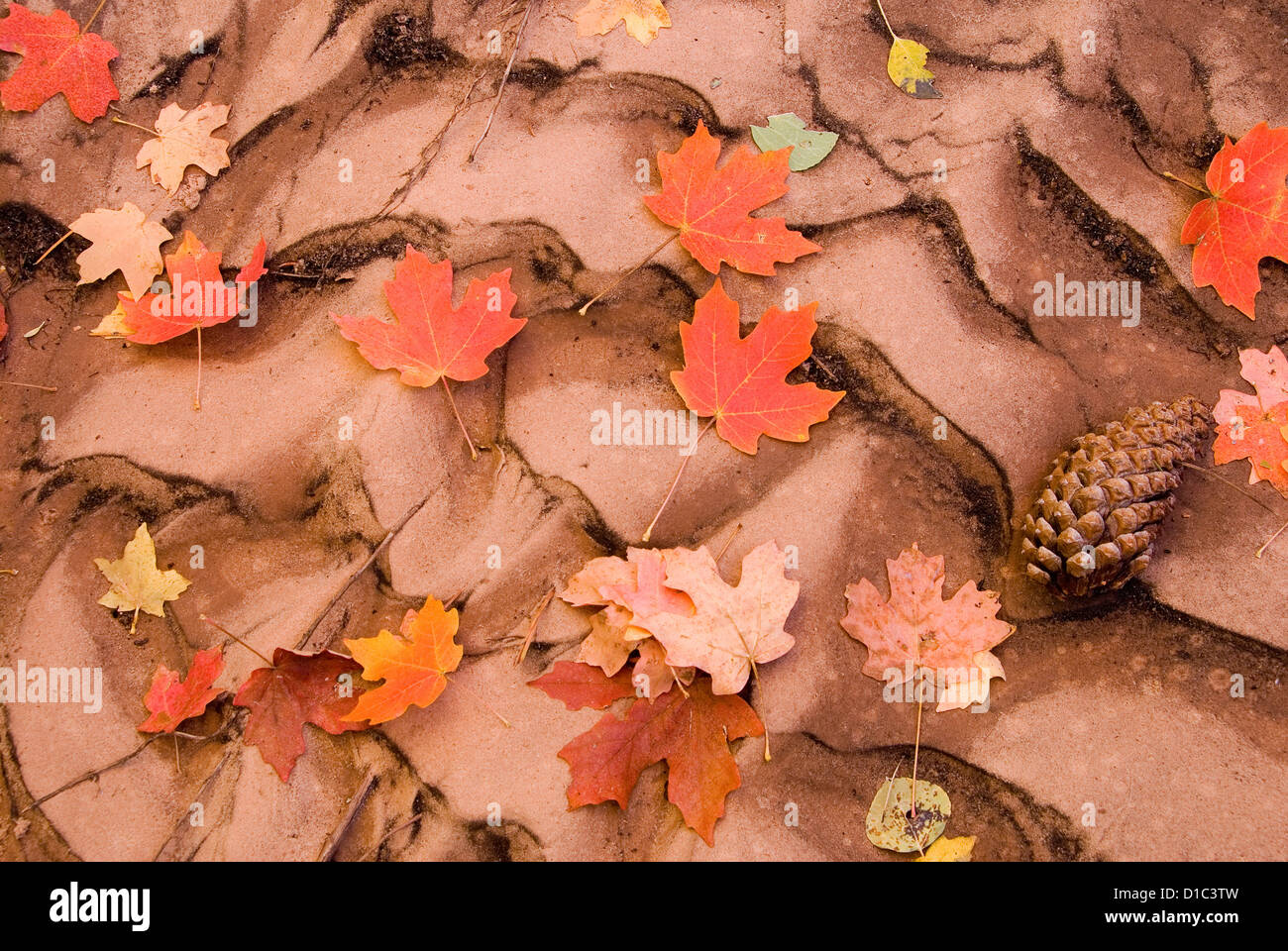 Maple leaves and pine cone laying on a sandy streambed in the Abajo ...