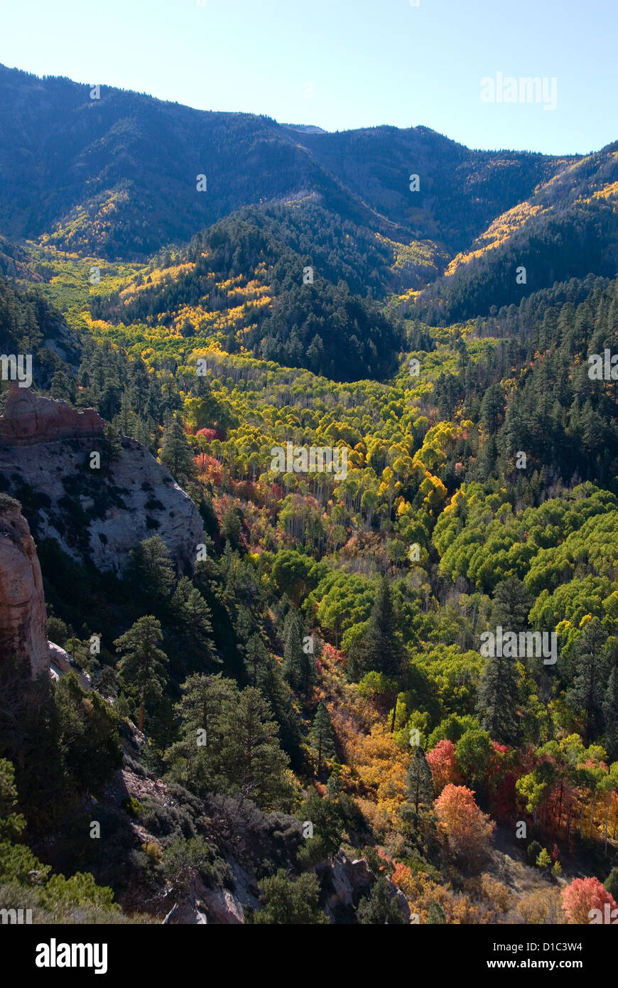 Autumn colors in a forested canyon in the Abajo Mountains, Utah Stock ...