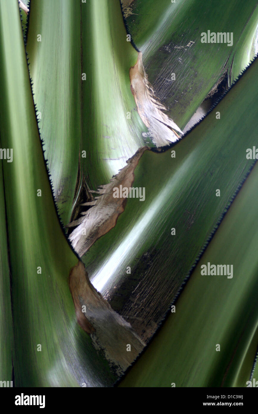 Close-up of smooth, green palm tree branches Stock Photo - Alamy