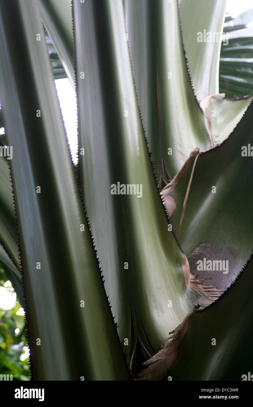 Silver palm tree hi-res stock photography and images - Alamy