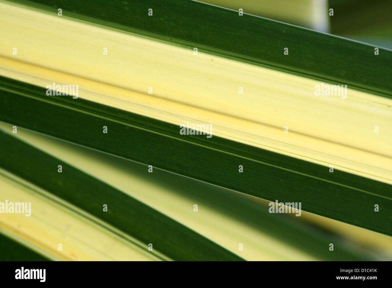 Variegated green and white or cream colored flax leaves Stock Photo - Alamy