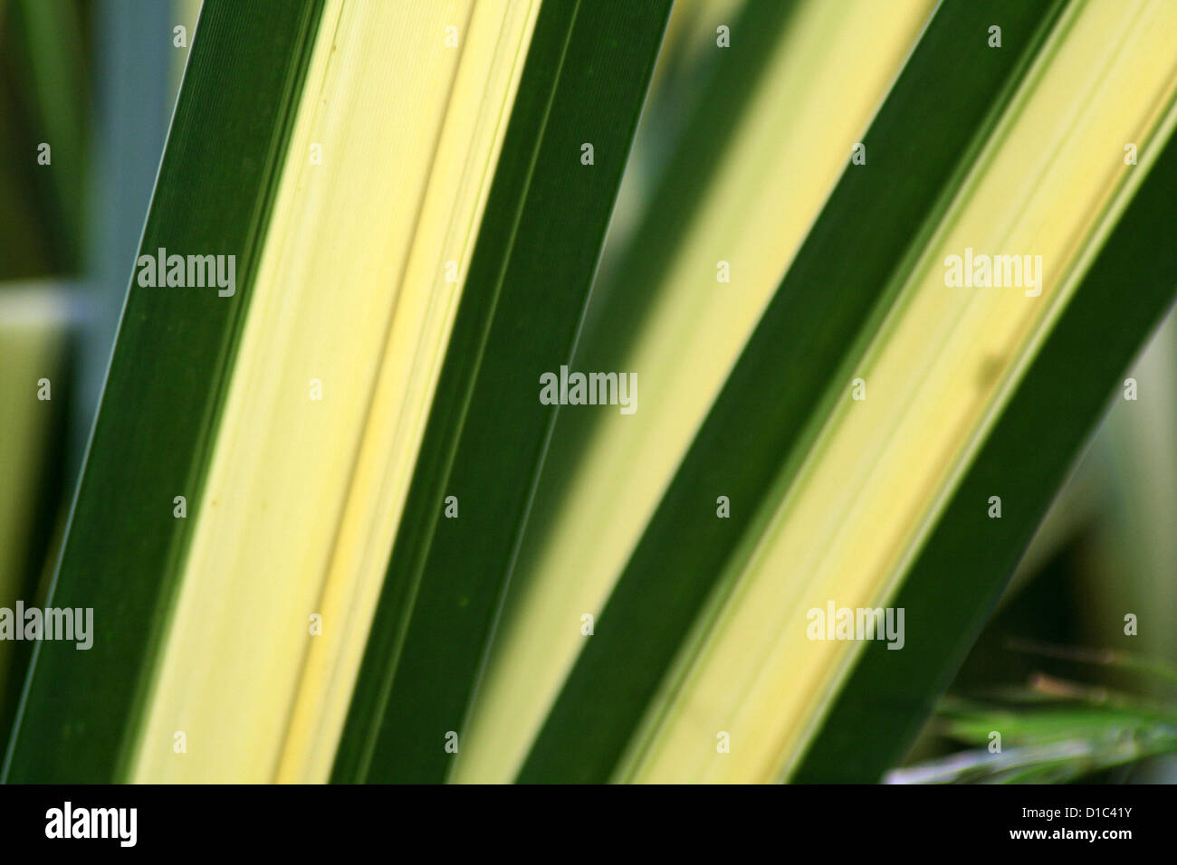 Variegated green and white or cream colored flax leaves Stock Photo - Alamy