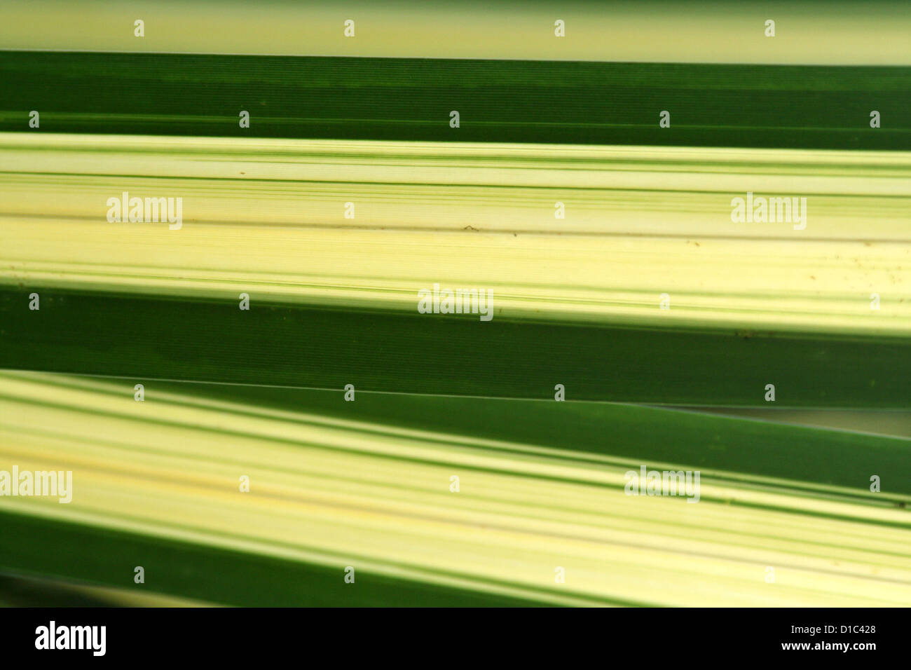 Variegated green and white or cream colored flax leaves Stock Photo - Alamy