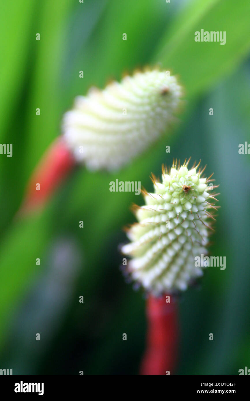 Exotic white tropical flower with red bloom stalk Stock Photo - Alamy