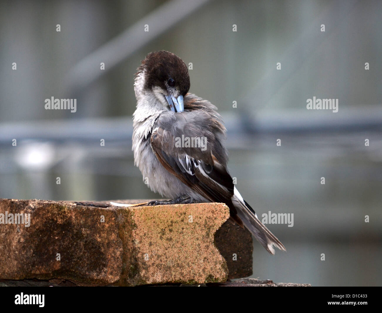 Butcher bird hi-res stock photography and images - Alamy