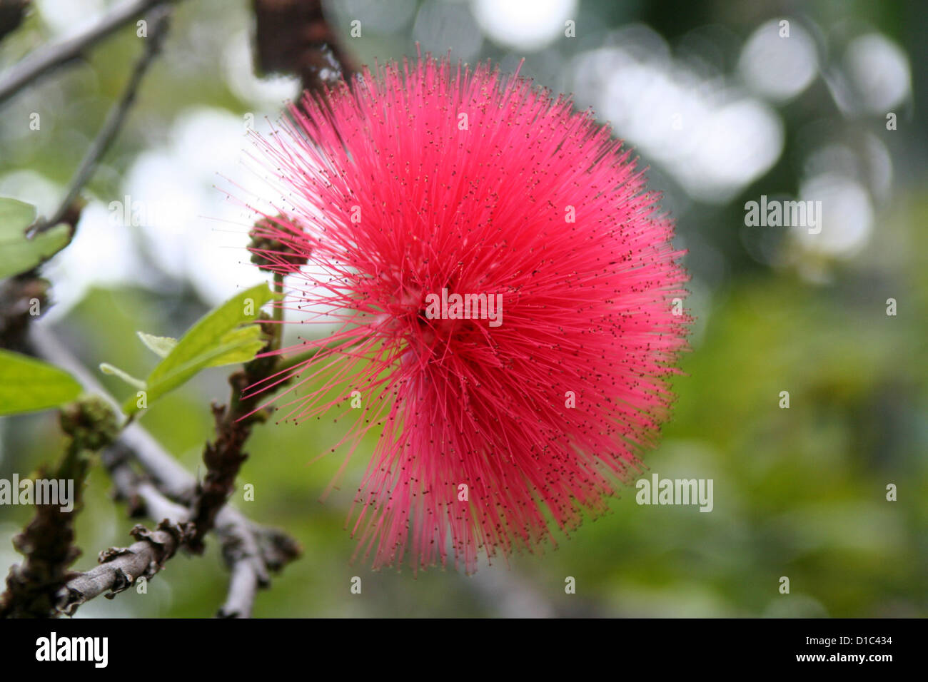Ohia tree red puff ball blossom Stock Photo - Alamy
