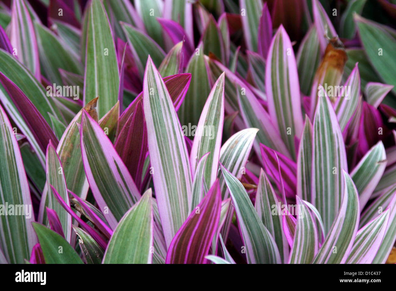 Variegated foliage pink white hi-res stock photography and images - Alamy