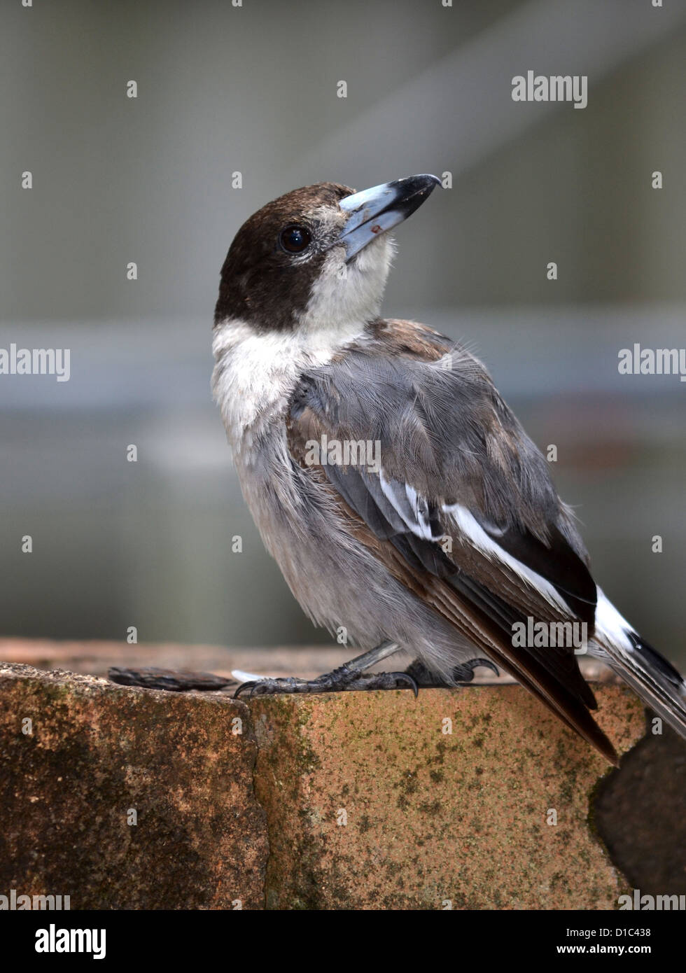 Butcher bird hi-res stock photography and images - Alamy