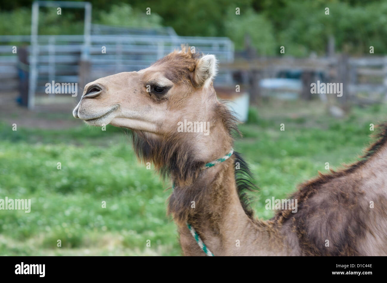 Camel ear hi-res stock photography and images - Alamy