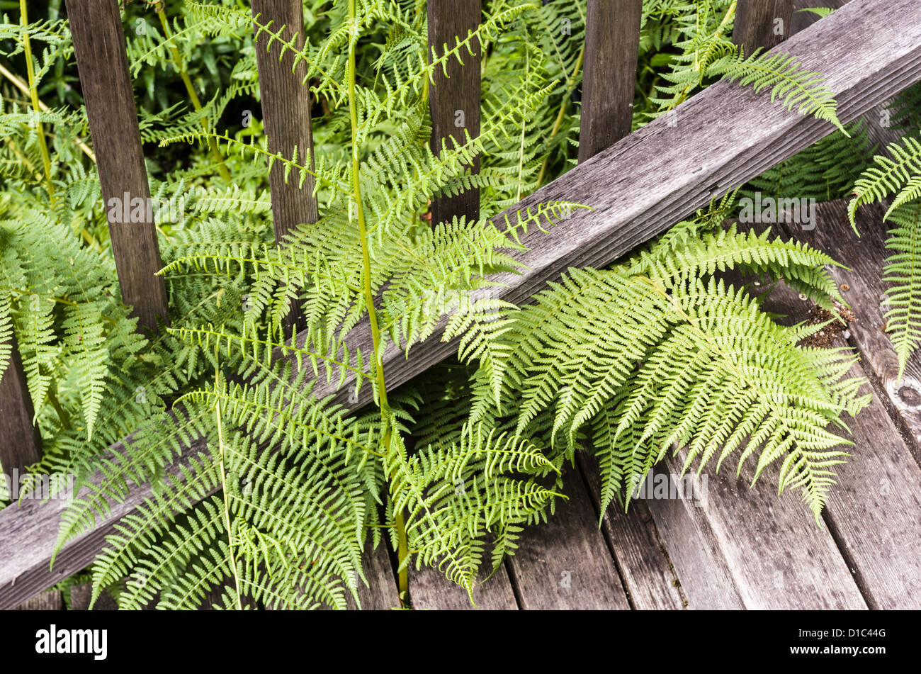 Ferns growing through wooden stairs Stock Photo - Alamy