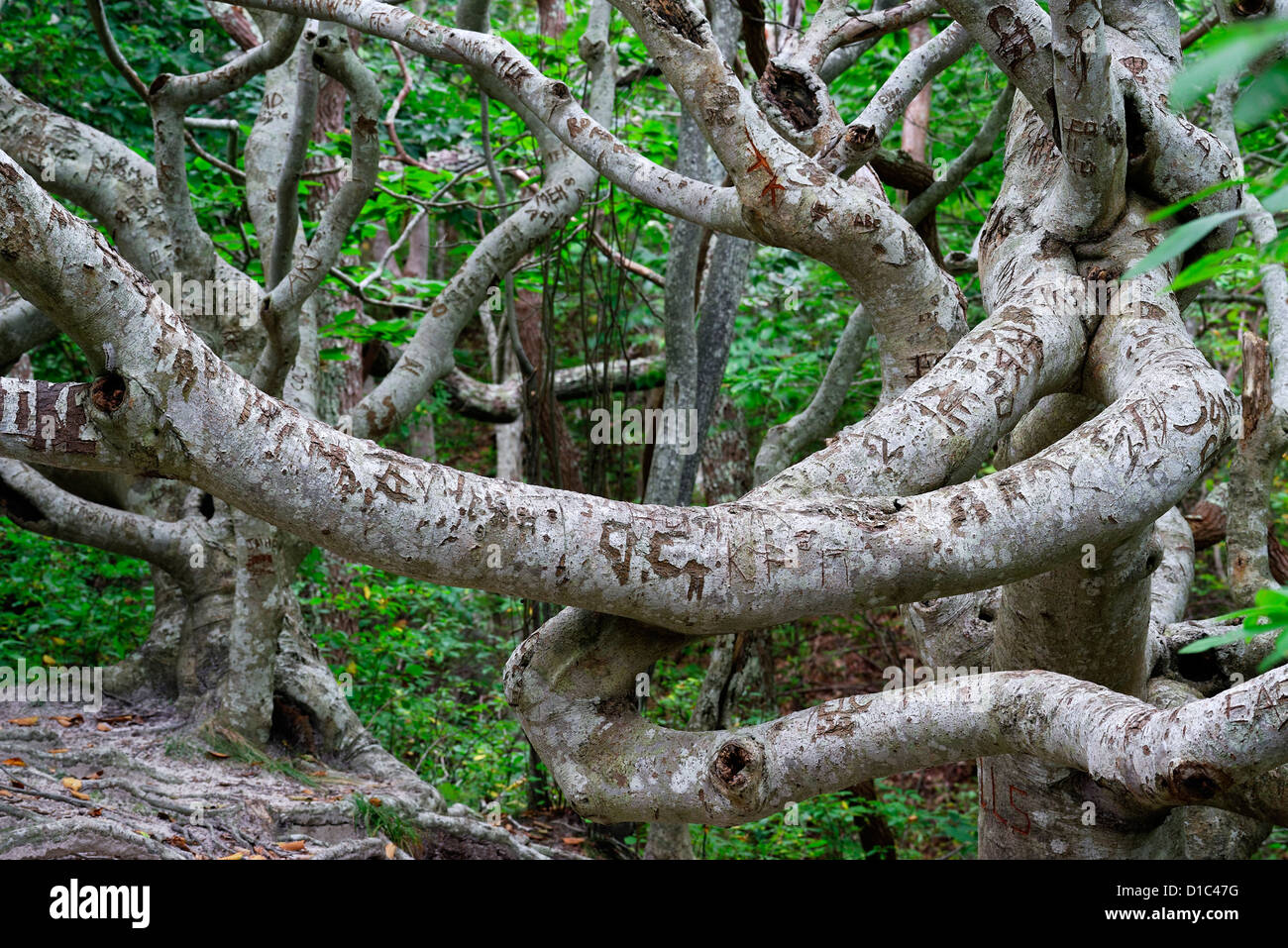 Cedar Tree Neck Sanctuary, Martha's Vineyard, Massachusetts, USA Stock ...
